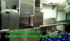 The Classic Spots in Commercial Kitchen Pest Control | IKARI – Solution ...