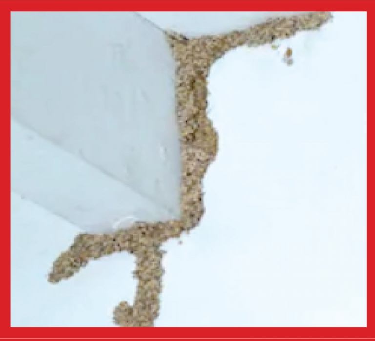 Termite Control Singapore | IKARI Pest Control Services