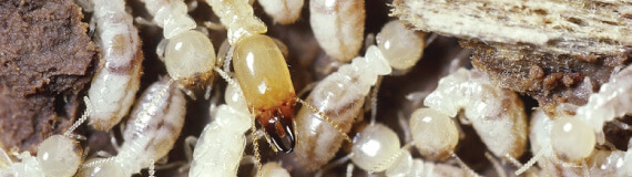 subterranean | IKARI – Solution to your pest problem