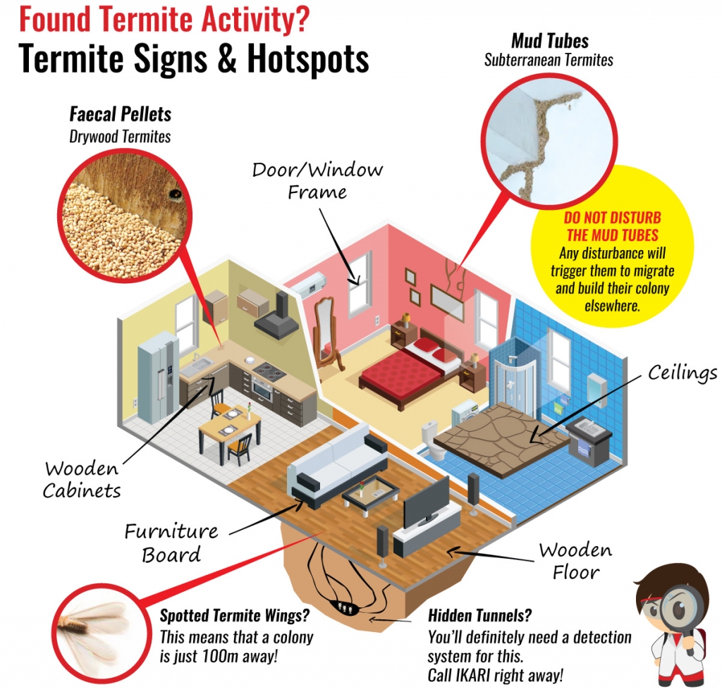 termite-activity | IKARI – Solution to your pest problem